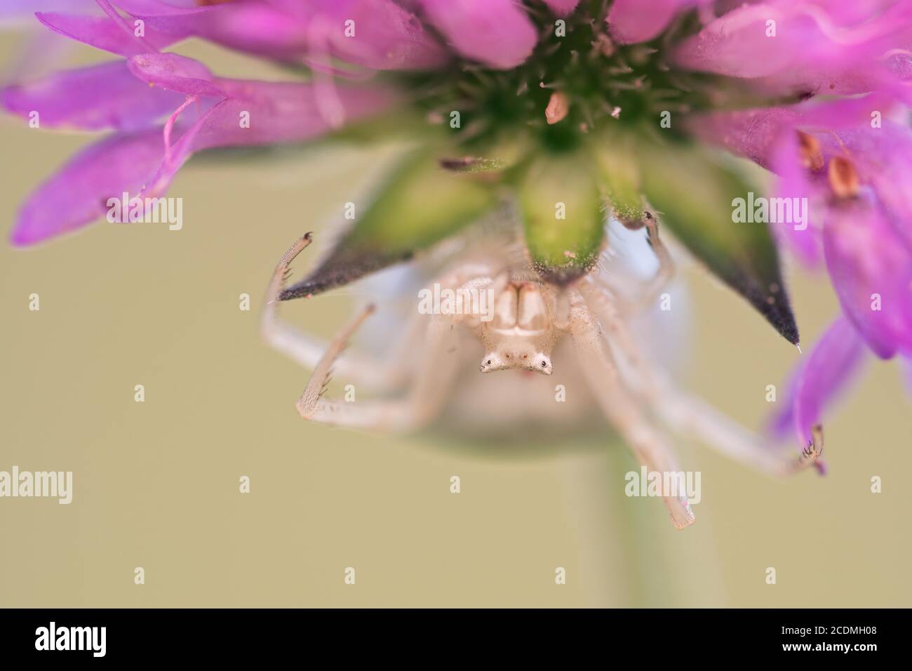 Goldenrod crab spider misumena vatia sits on a flower hi-res stock ...