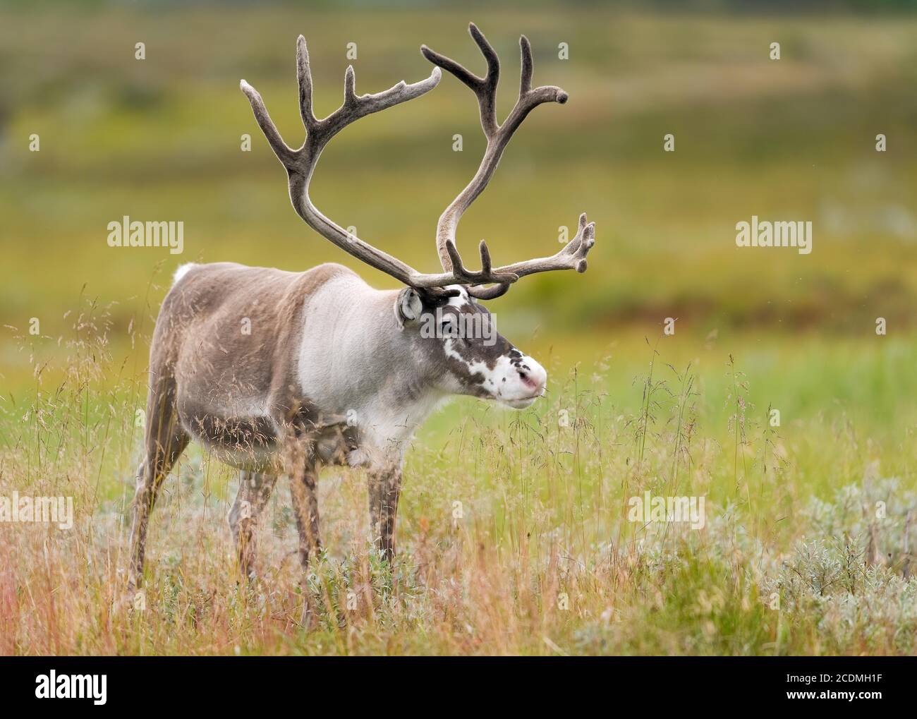 Reindeer rangifer tarandus in a meadow hi-res stock photography and ...