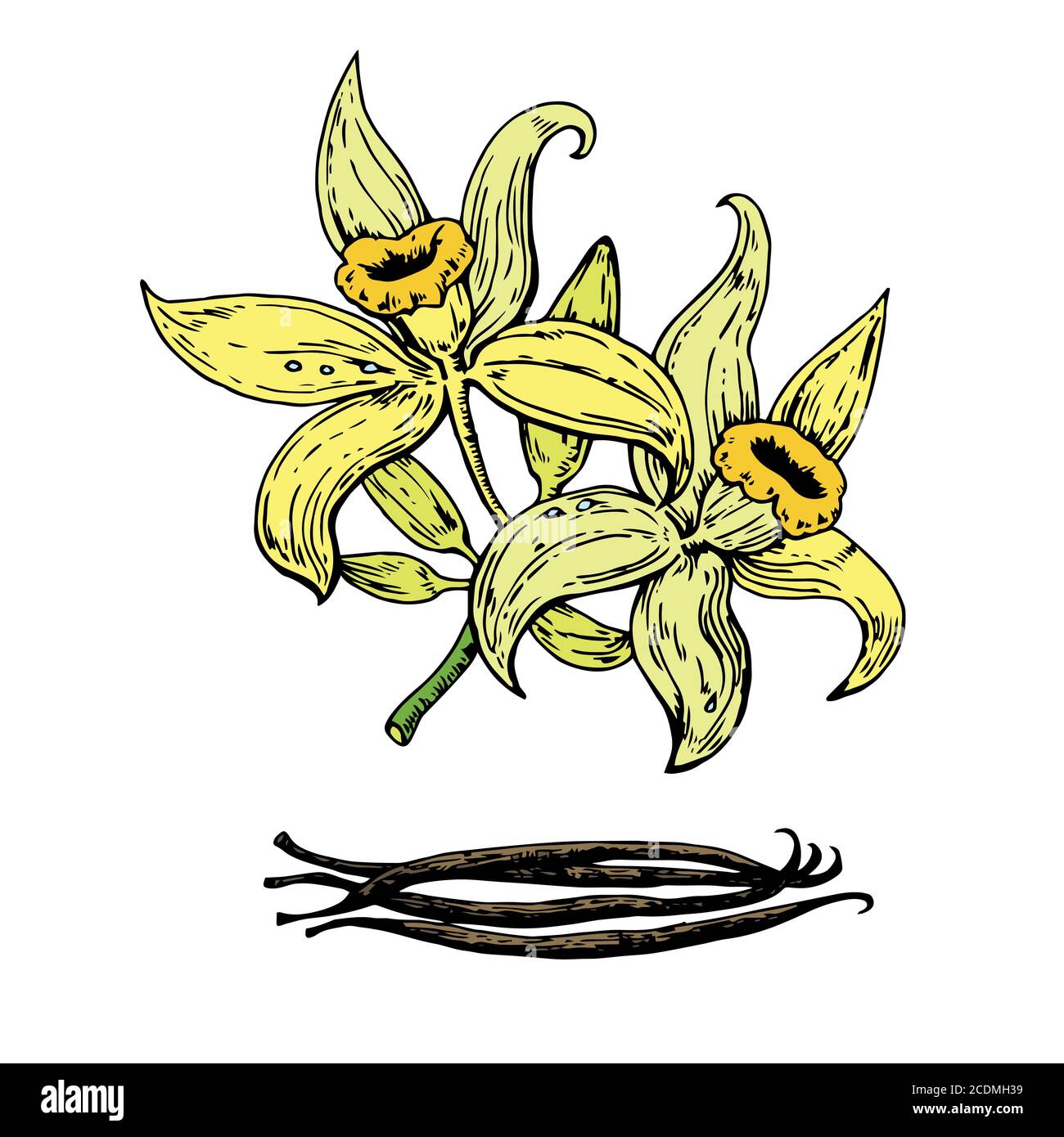 Hand drawn vanilla flowers with pods. Vector illustration Stock Vector ...