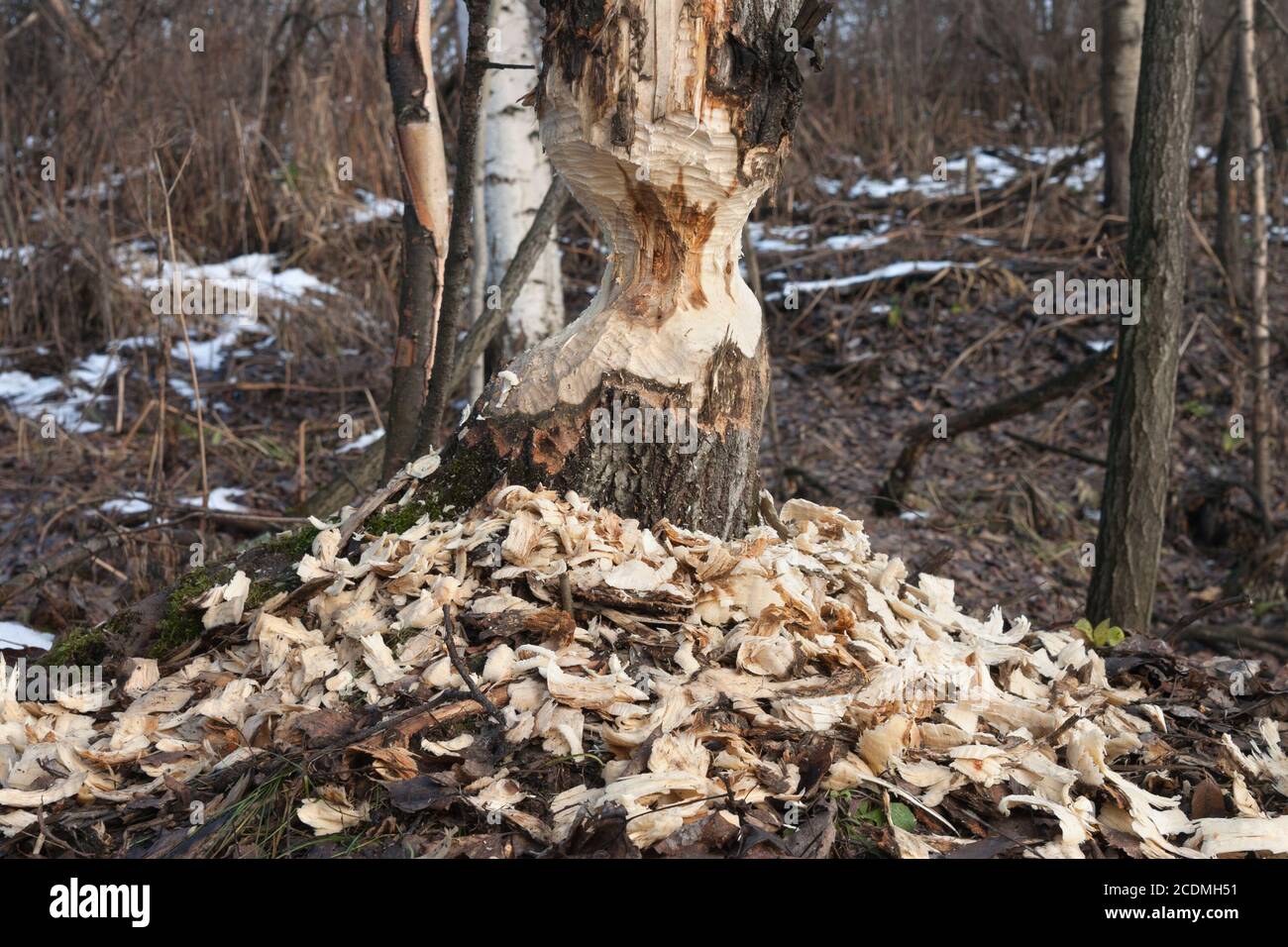 Beaver biting tree hi-res stock photography and images - Alamy