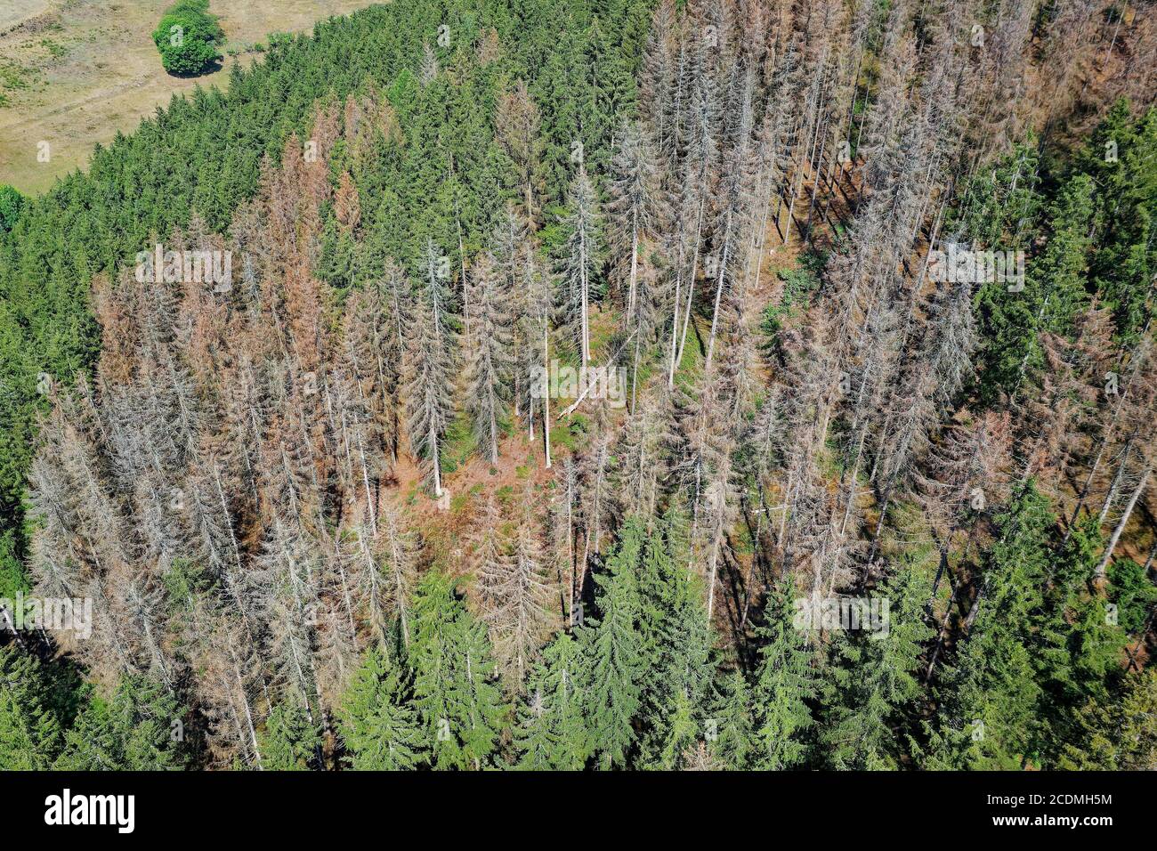 Forest dieback, forest damage, diseased forest due to climate change ...