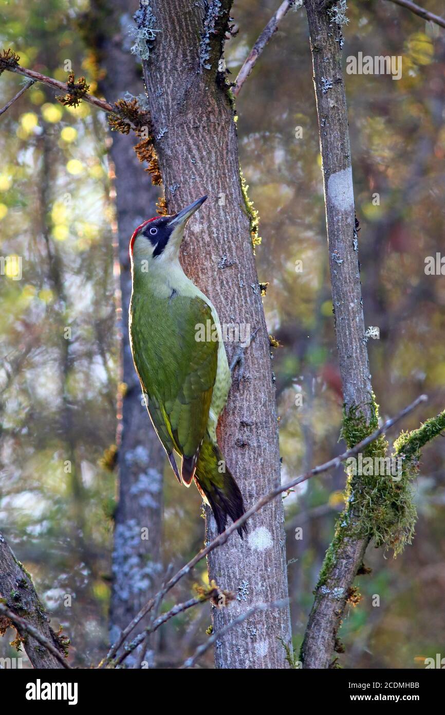 European green woodpeckerfemale picus viridis sitting at a tree trunk ...