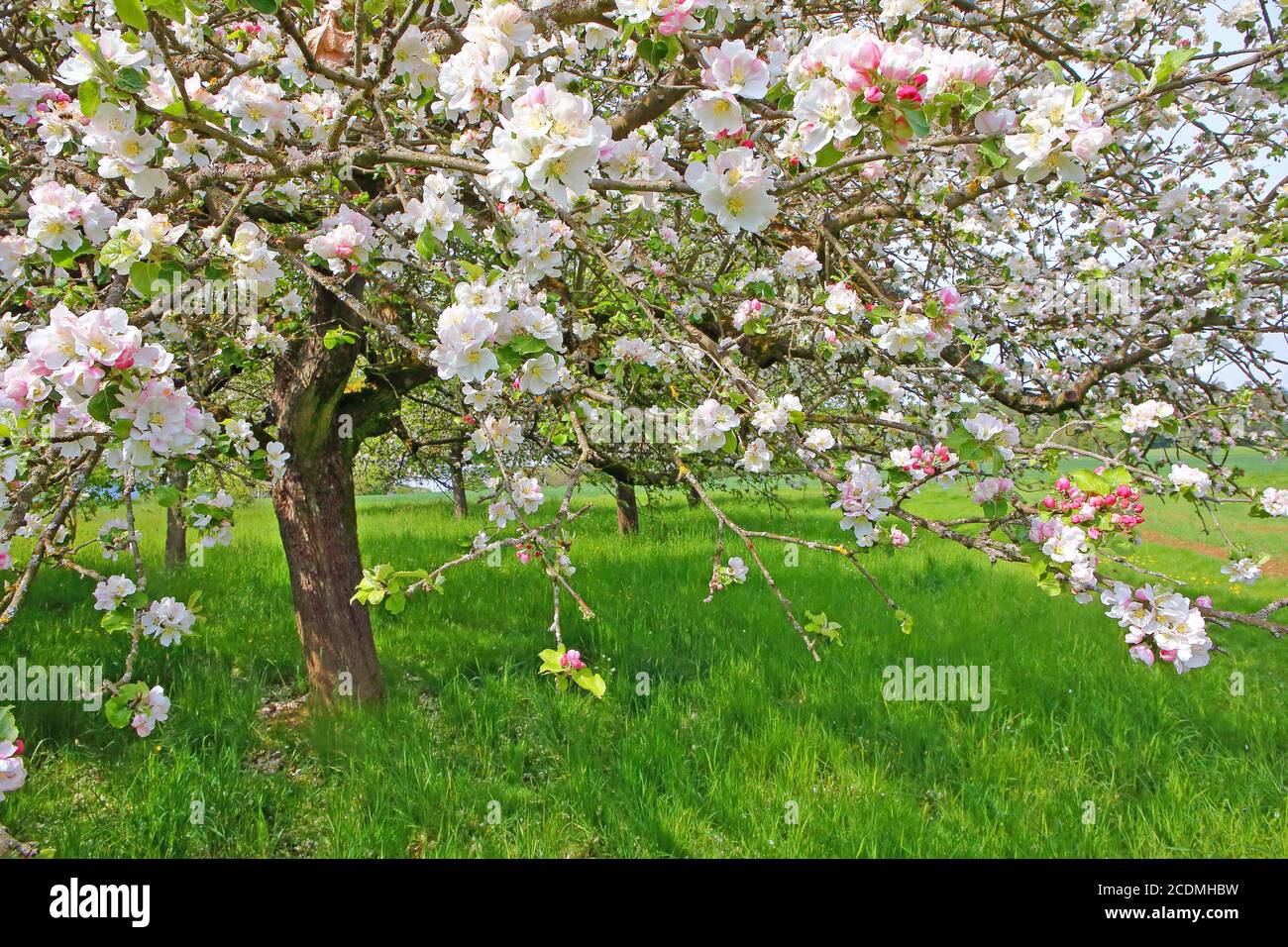 Flowering apple tree, Solms, Hesse, Germany Stock Photo - Alamy