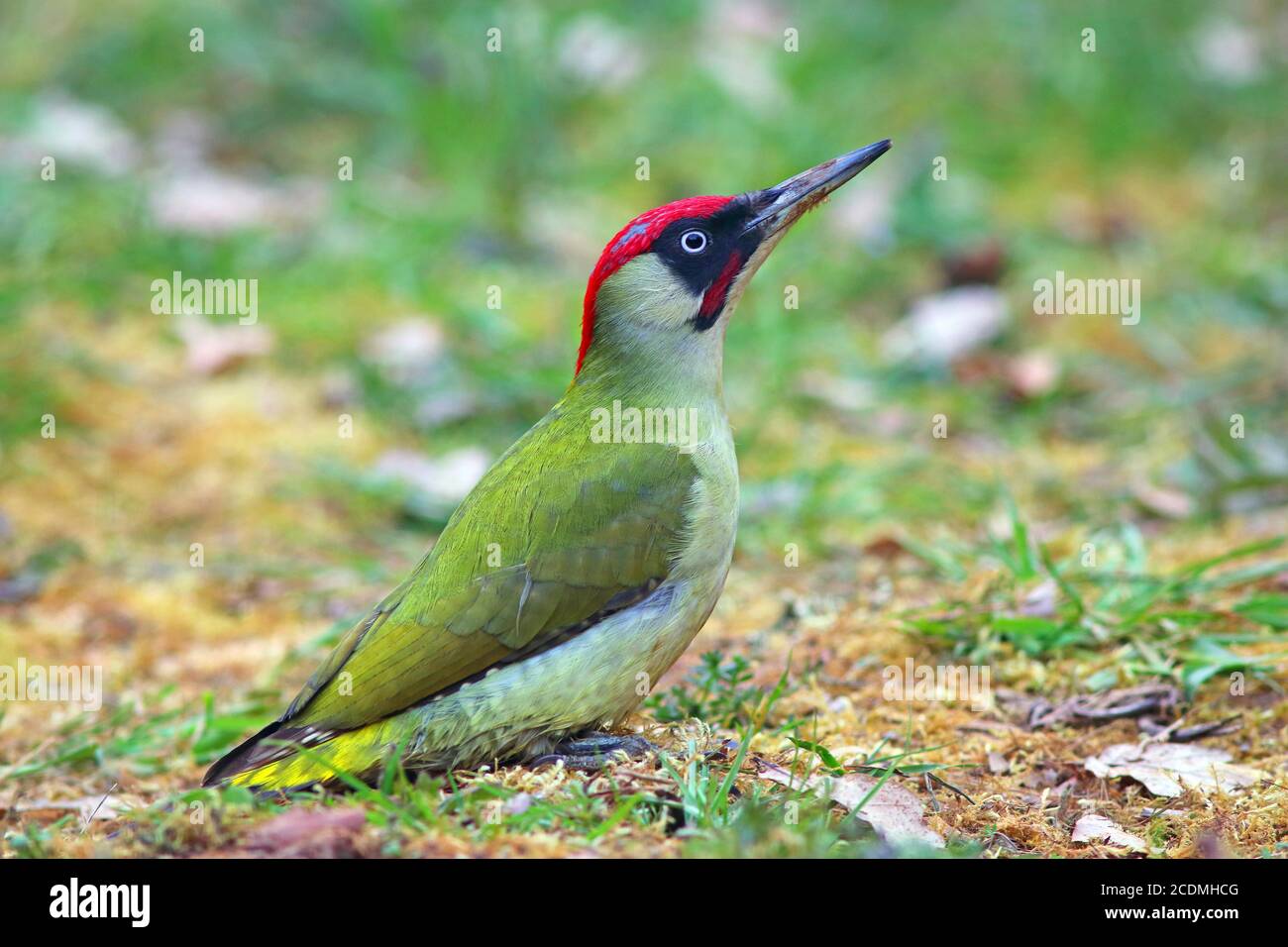 European green woodpecker, male (Picus viridis) in a meadow, Germany ...