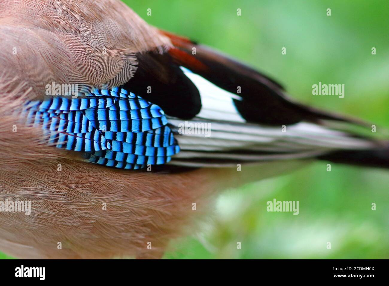 Eurasian jay (Garrulus glandarius), detail of the typical blue feathers ...
