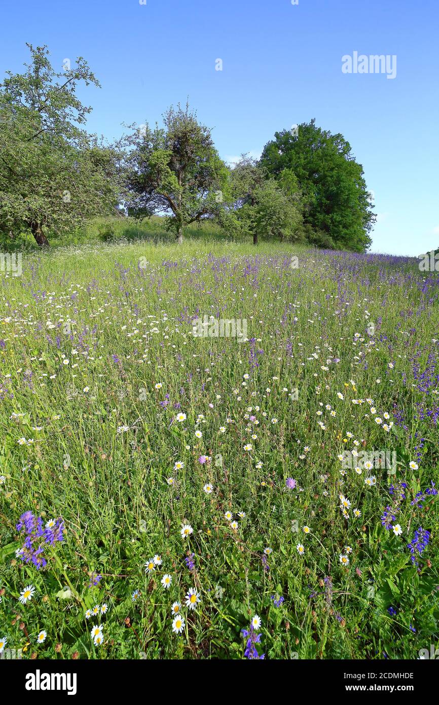 Colourful flowering species-rich meadow in spring, Leun, Hesse, Germany ...