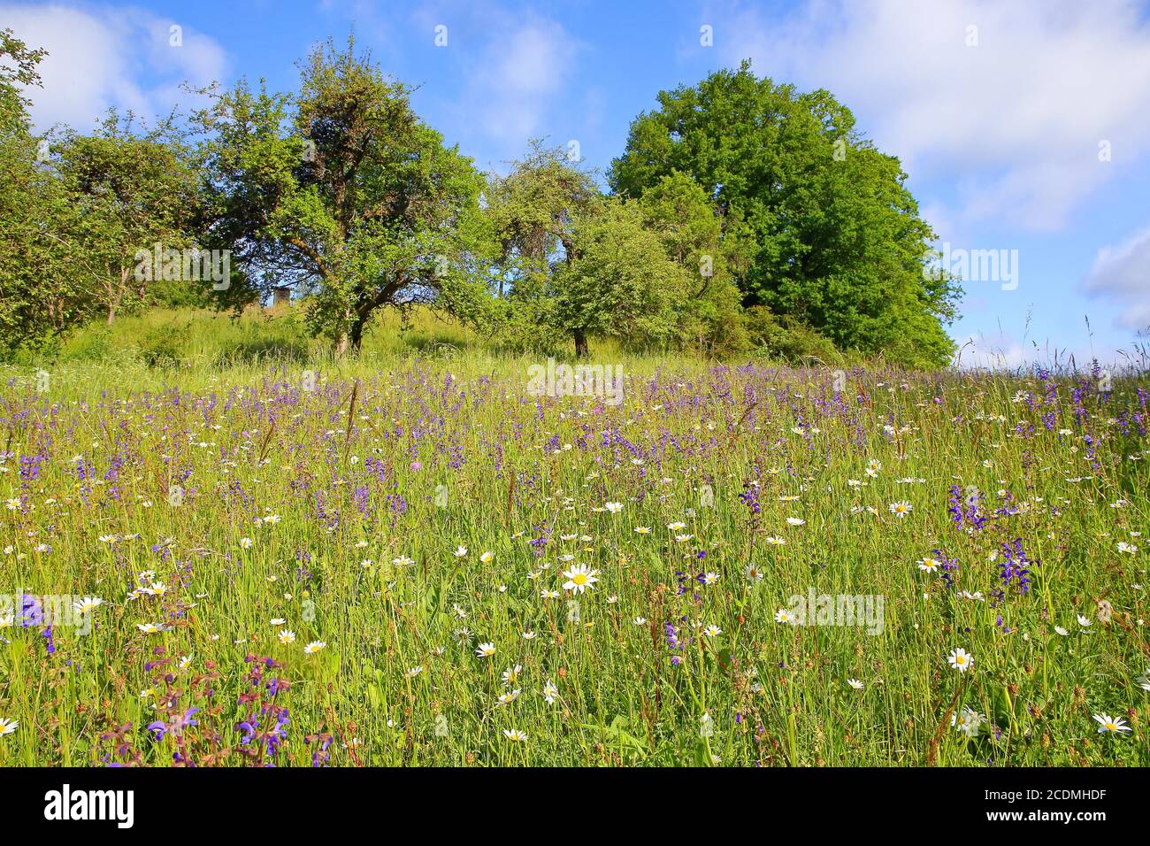 Colourful flowering species-rich meadow in spring, Leun, Hesse, Germany ...