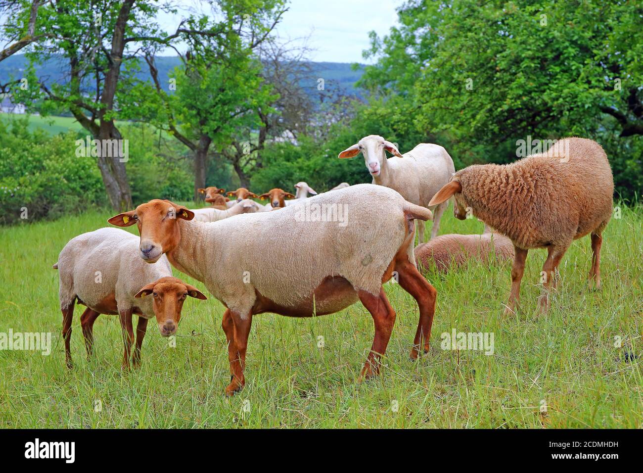 Sheep grazing on a meadow orchard, Solms, Hesse, Germany Stock Photo ...