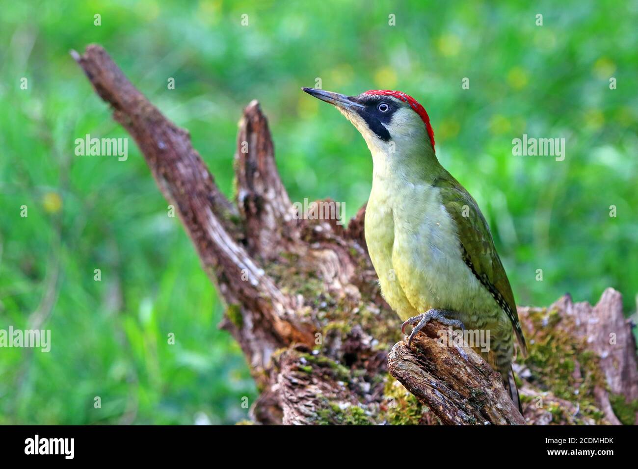 European green woodpecker picus viridis at one root hi-res stock ...