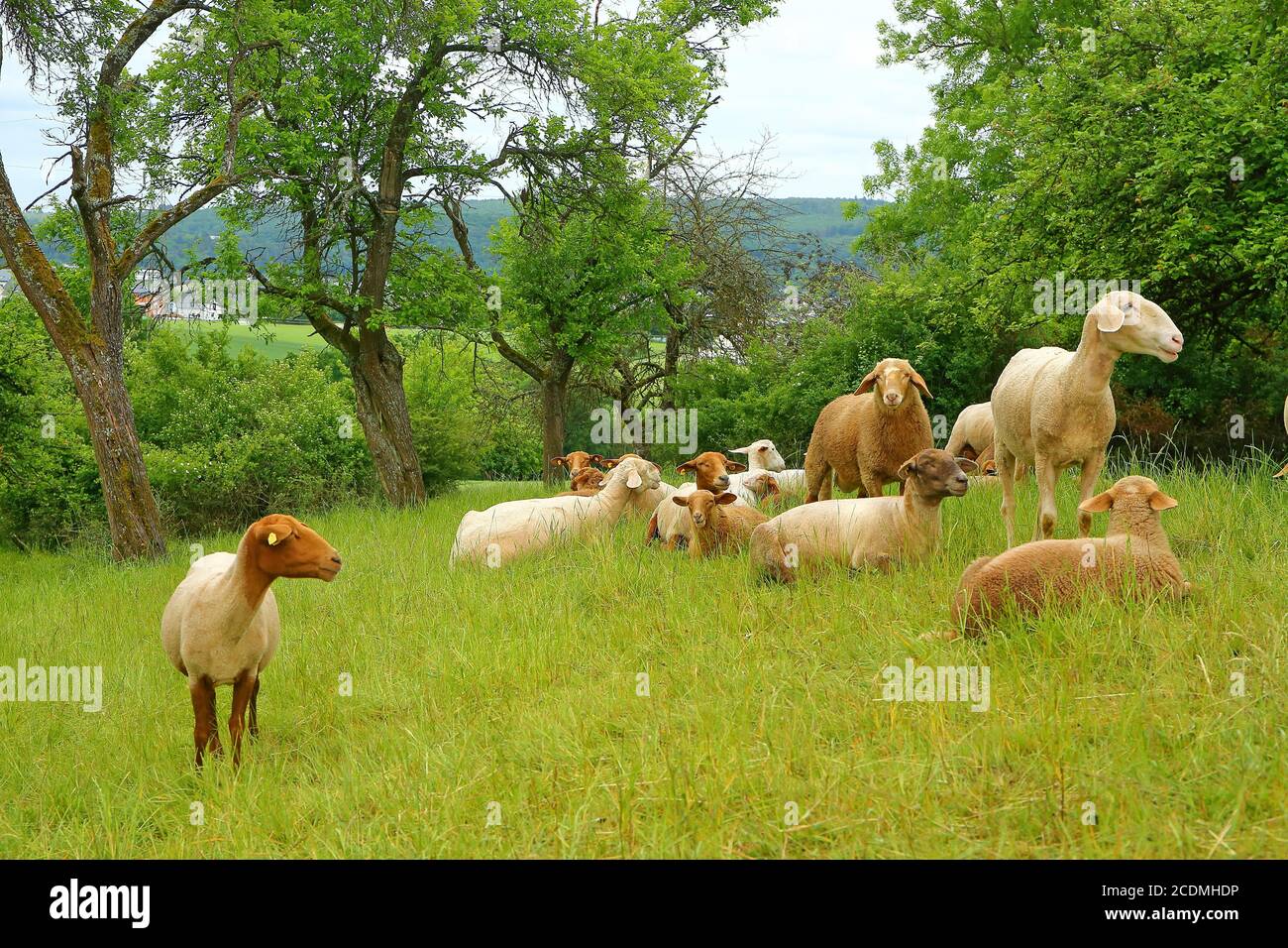 Orchard sheep hi-res stock photography and images - Alamy