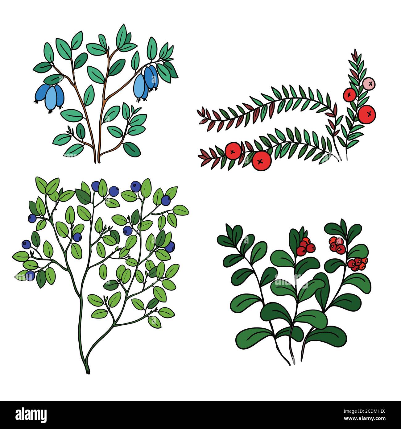 Vector set of wild berries Stock Vector Image & Art - Alamy