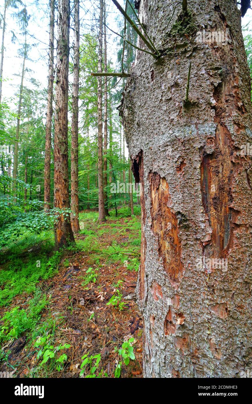 Forest dieback due to bark beetles and drought, dead spruces, Solms ...