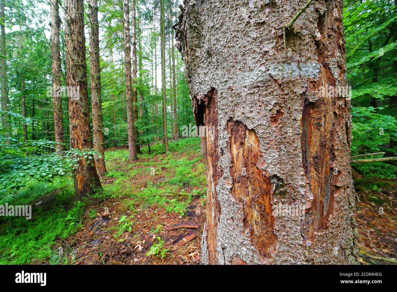 Forest dieback due to bark beetles and drought, dead spruces, Solms ...
