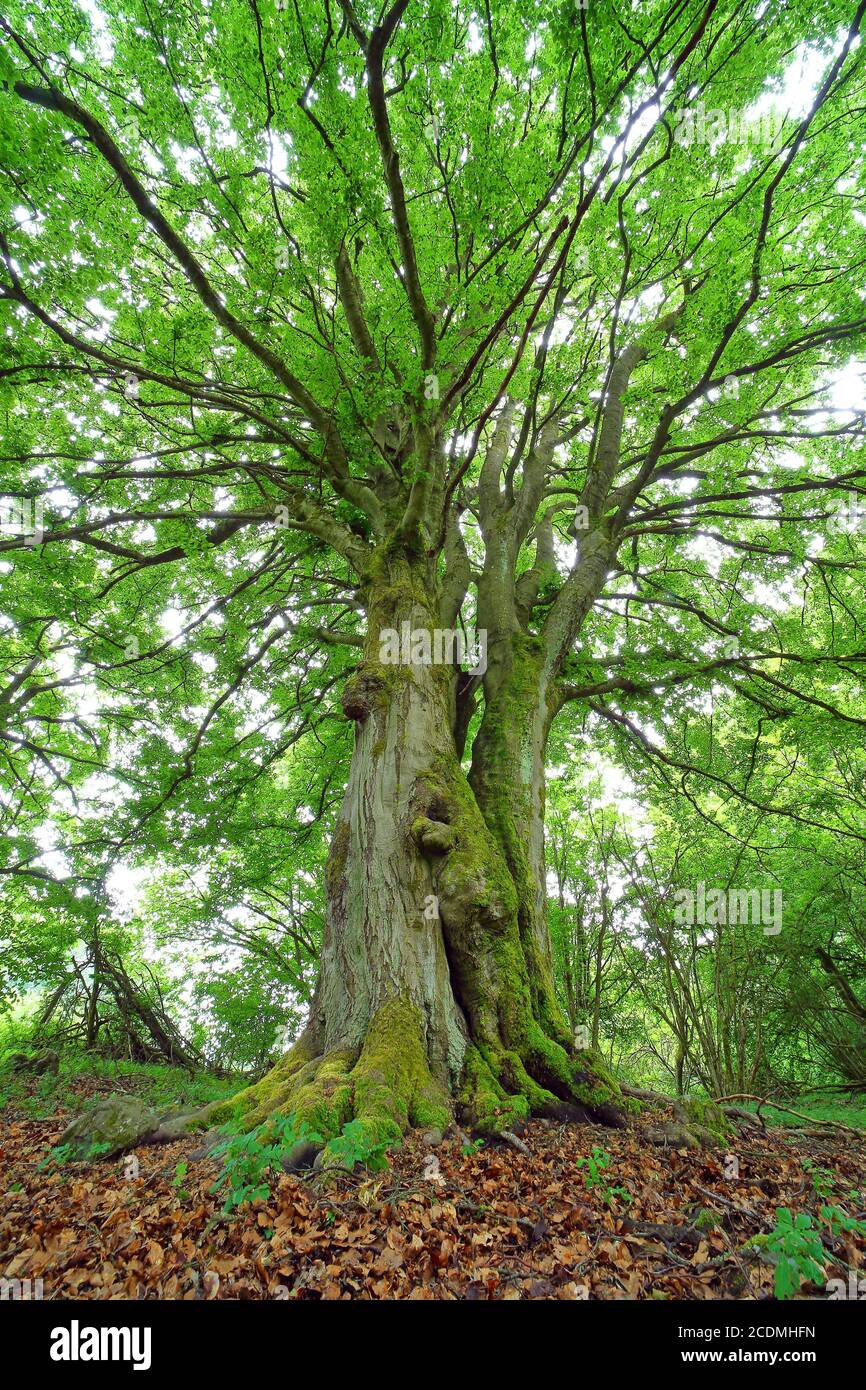 Old gnarled beech fagus sylvatica hi-res stock photography and images ...