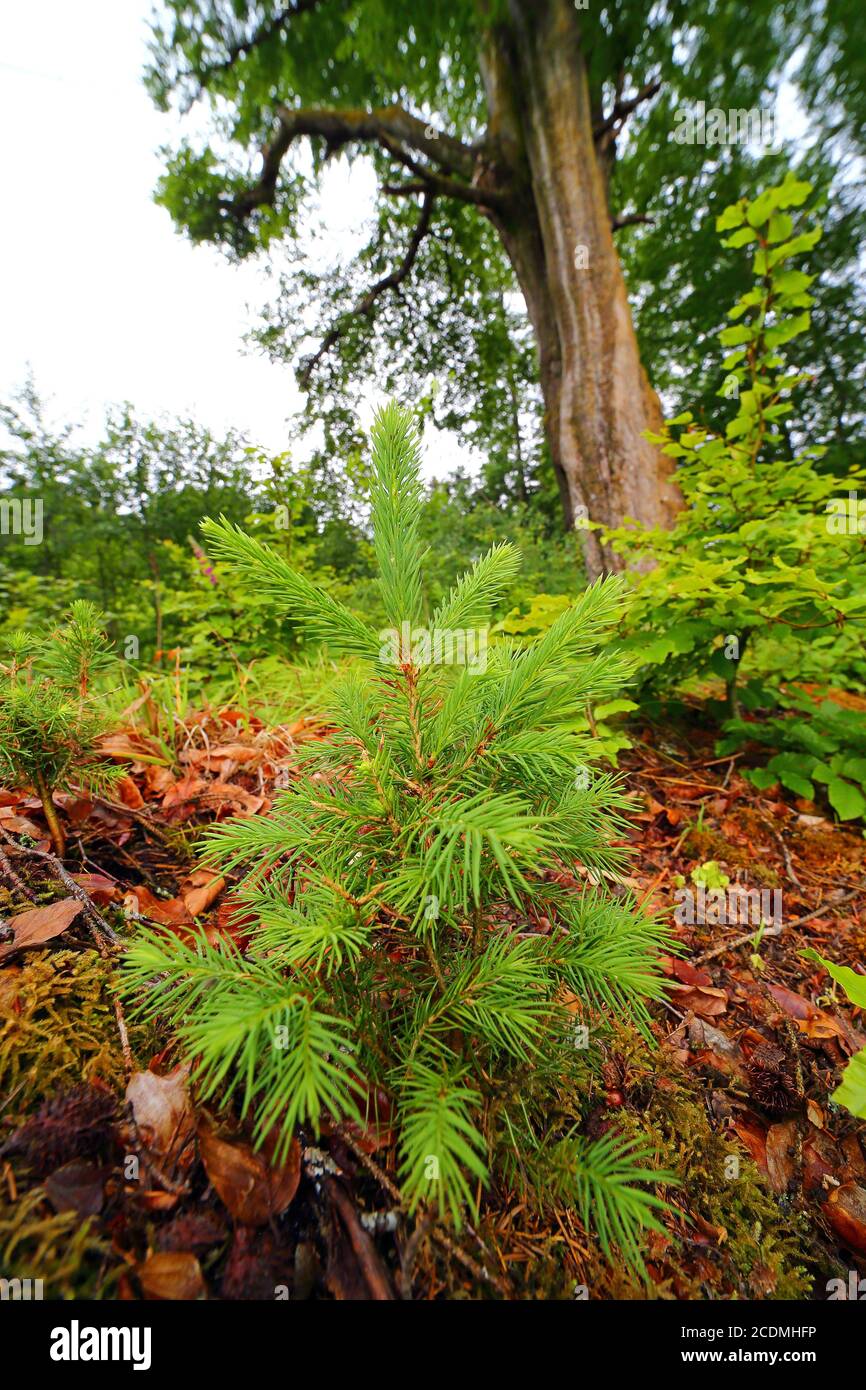 Young Spruce (Picea) stands under an old beech tree (Fagus sylvatica ...