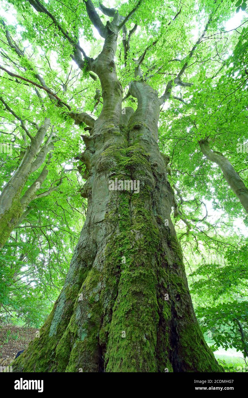 Former hornbeam hi-res stock photography and images - Alamy