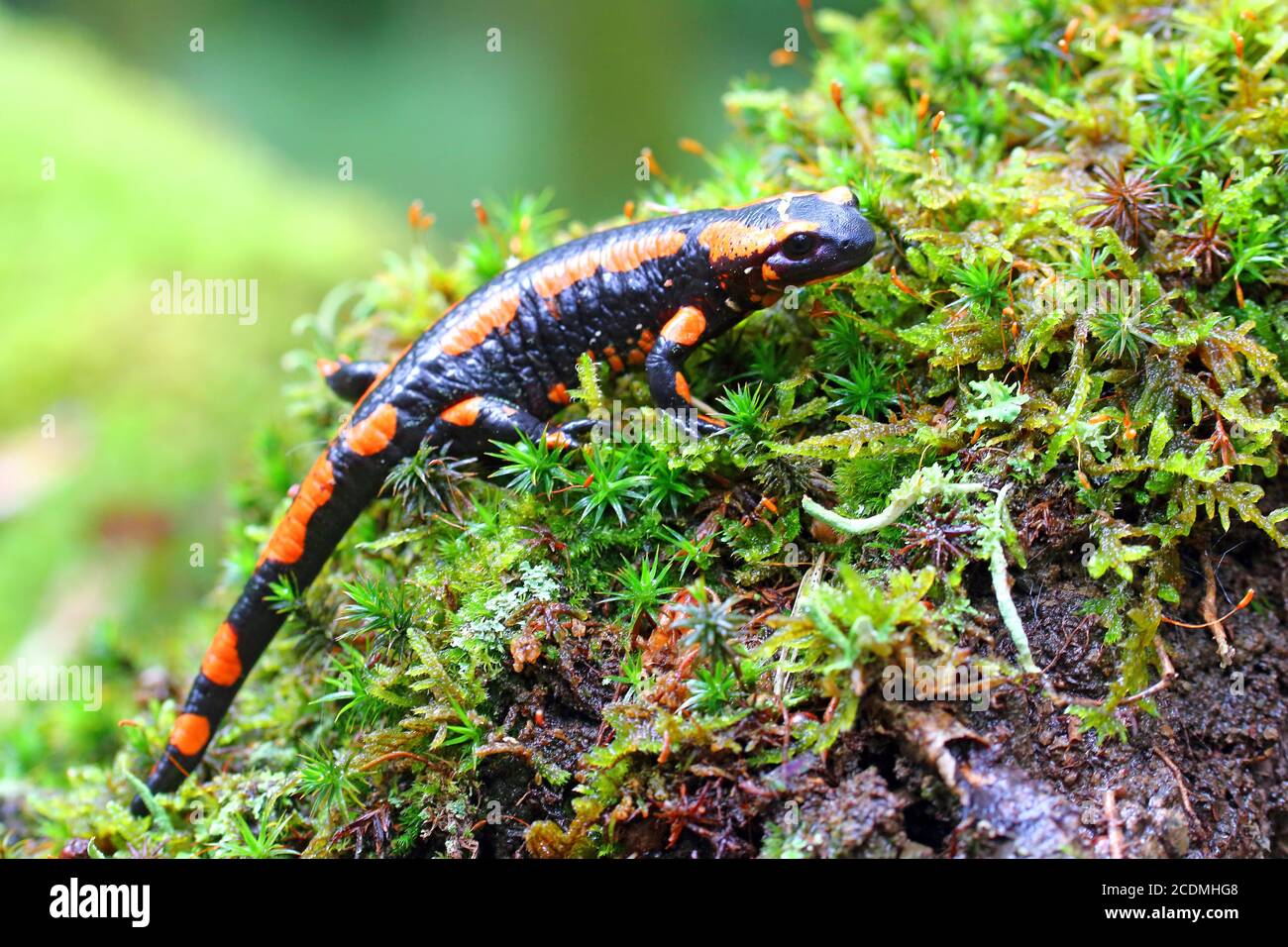 Orange Fire salamander (Salamandra salamandra), Rare colour variation ...