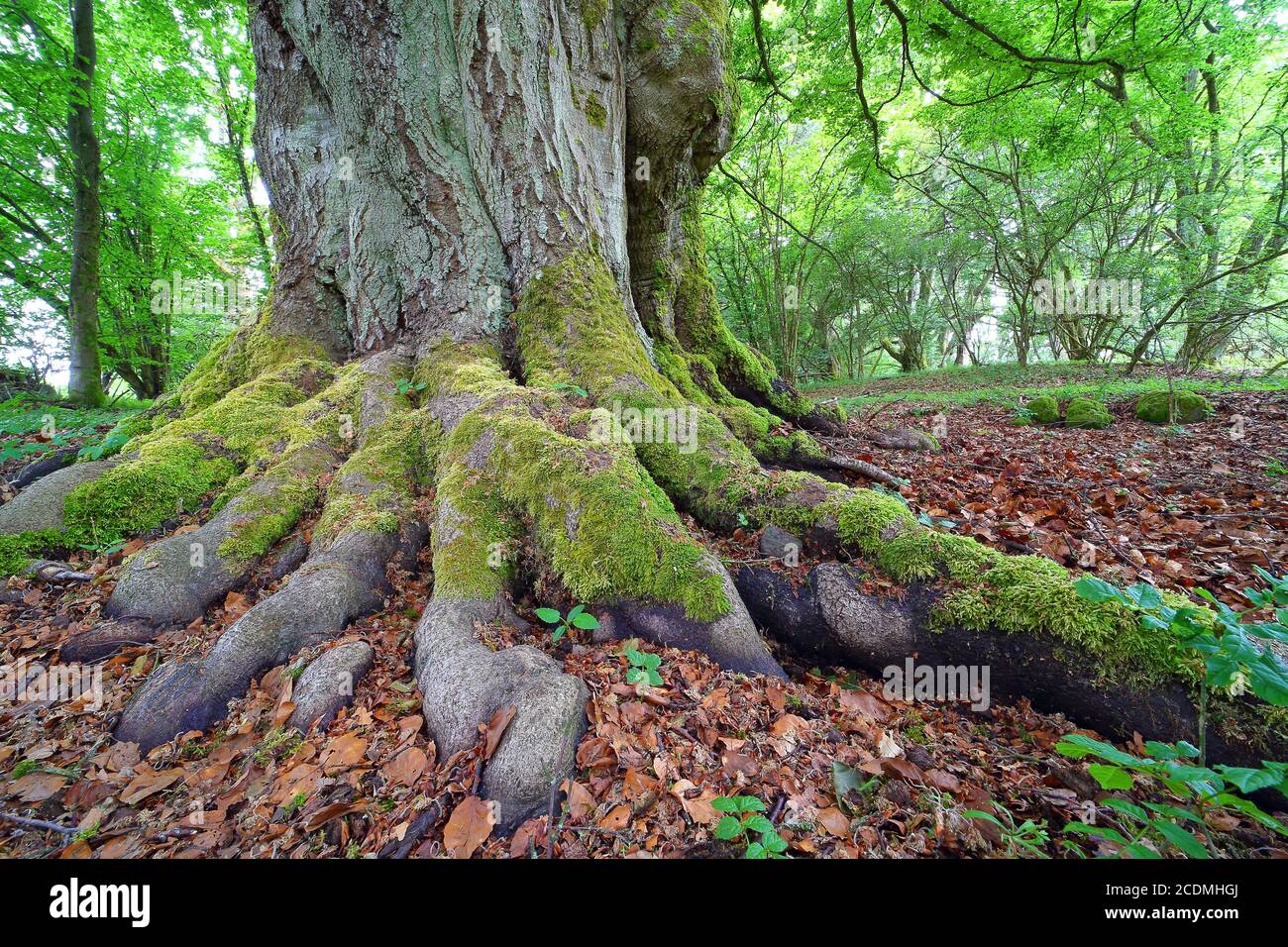 Stem and roots of an old beech fagus sylvatica hi-res stock photography ...