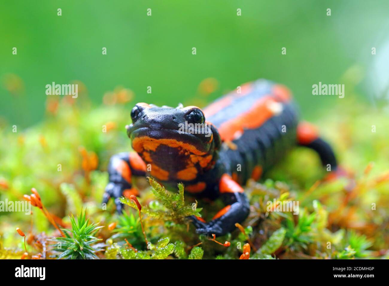Orange Fire salamander (Salamandra salamandra), Rare colour variation ...