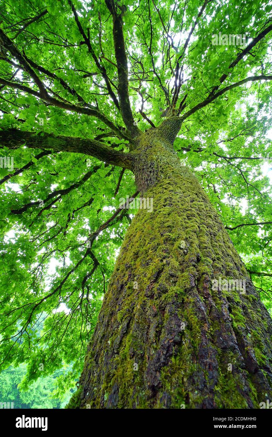 Old oak (Quercus robur) from the frog's perspective with moss and fresh ...