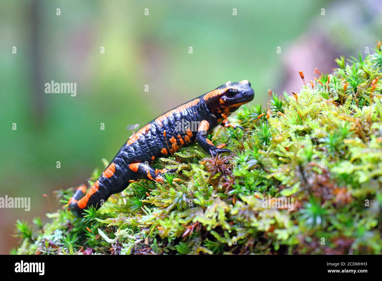 Orange Fire salamander (Salamandra salamandra), Rare colour variation ...