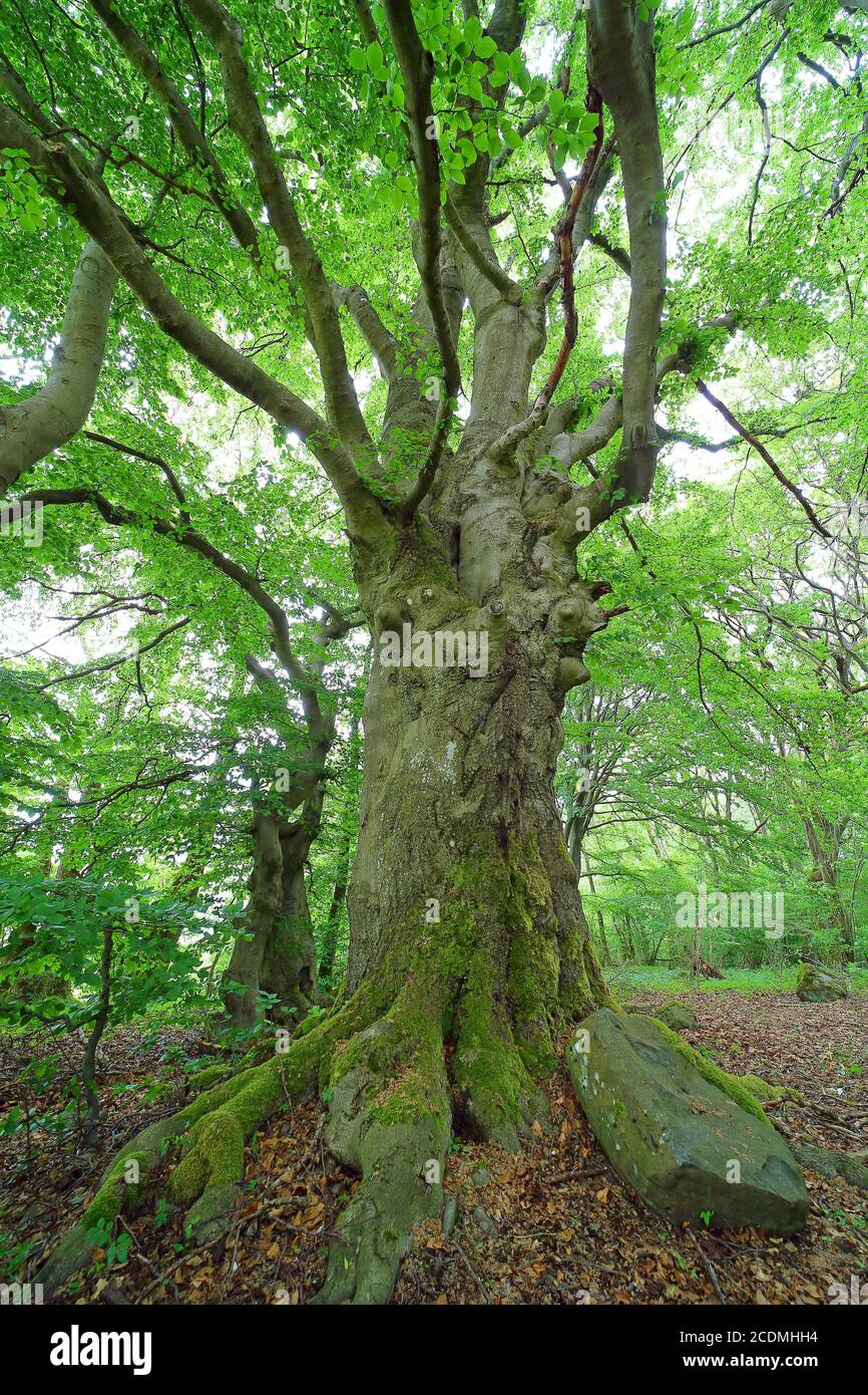 Gnarled old beech (Fagus sylvatica), former hornbeam, Breitscheid ...