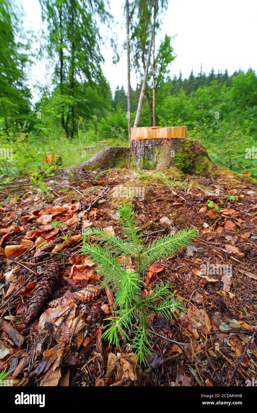 Symbolic picture reforestation hi-res stock photography and images - Alamy