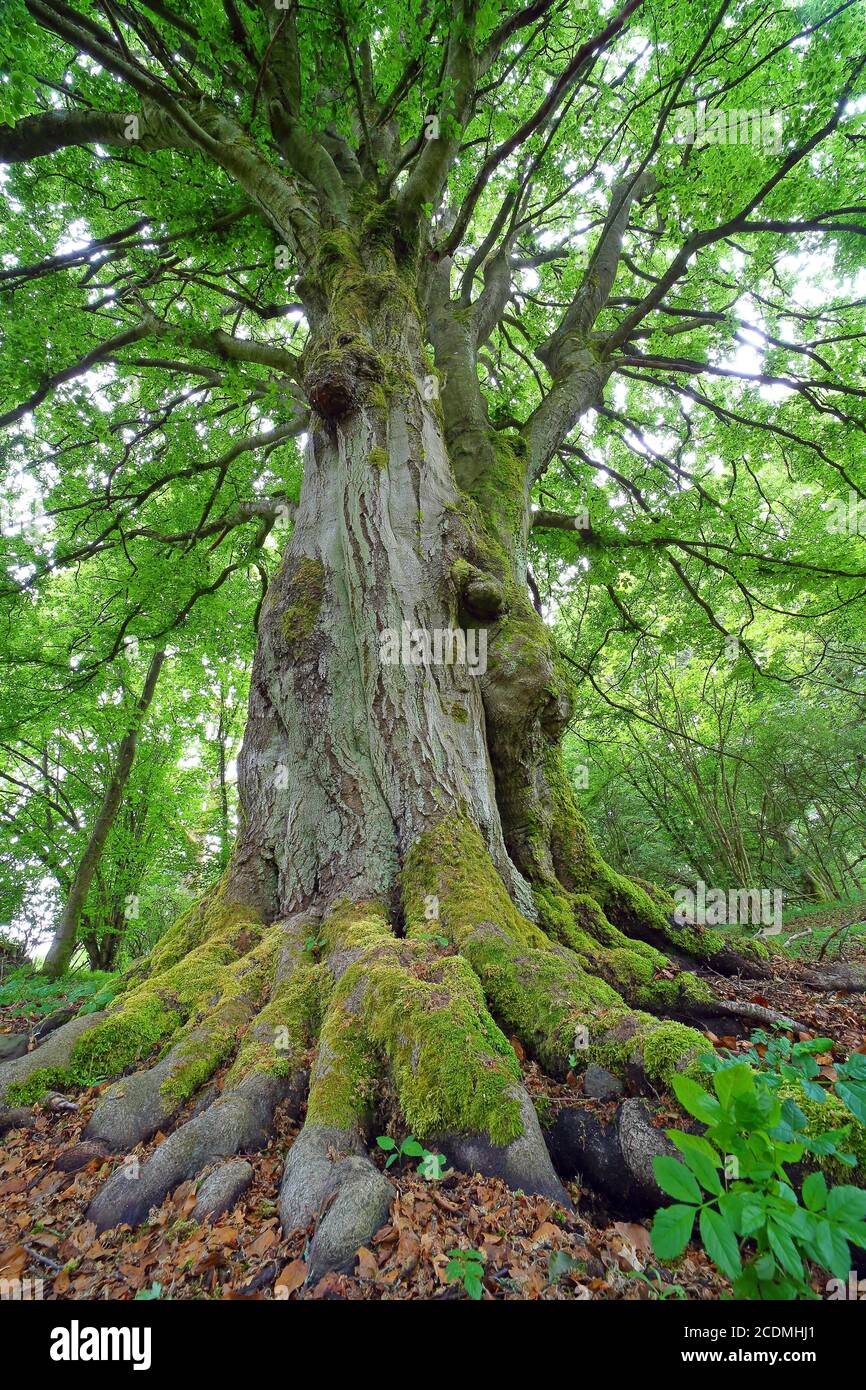 Old gnarled beech fagus sylvatica hi-res stock photography and images ...