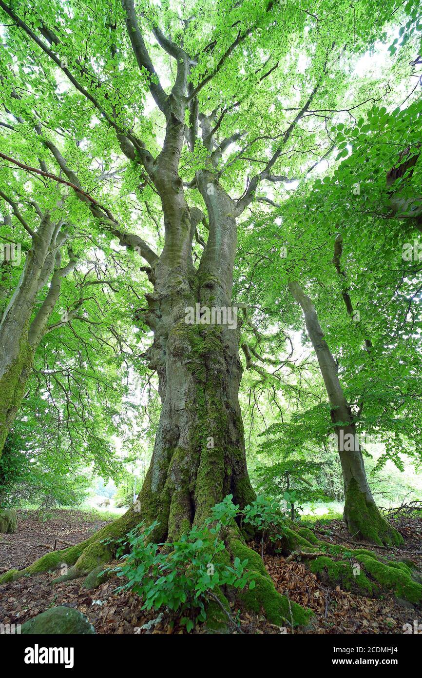 Gnarled old beech (Fagus sylvatica), former hornbeam, Breitscheid ...