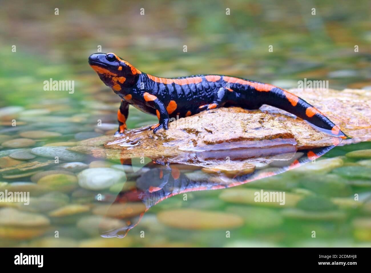 Orange Fire salamander (Salamandra salamandra), Rare colour variation ...
