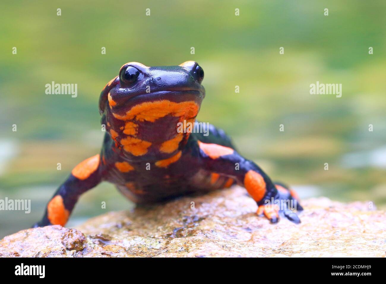 Orange Fire salamander (Salamandra salamandra), Rare colour variation ...
