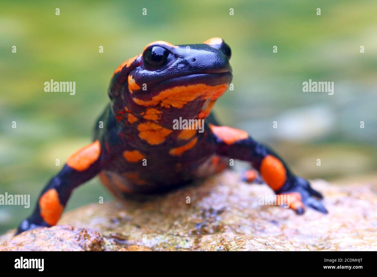 Orange Fire salamander (Salamandra salamandra), Rare colour variation ...
