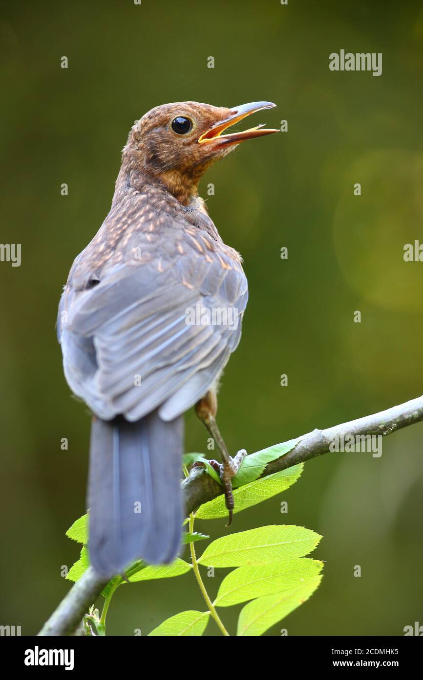 Young bird with open beak hi-res stock photography and images - Alamy