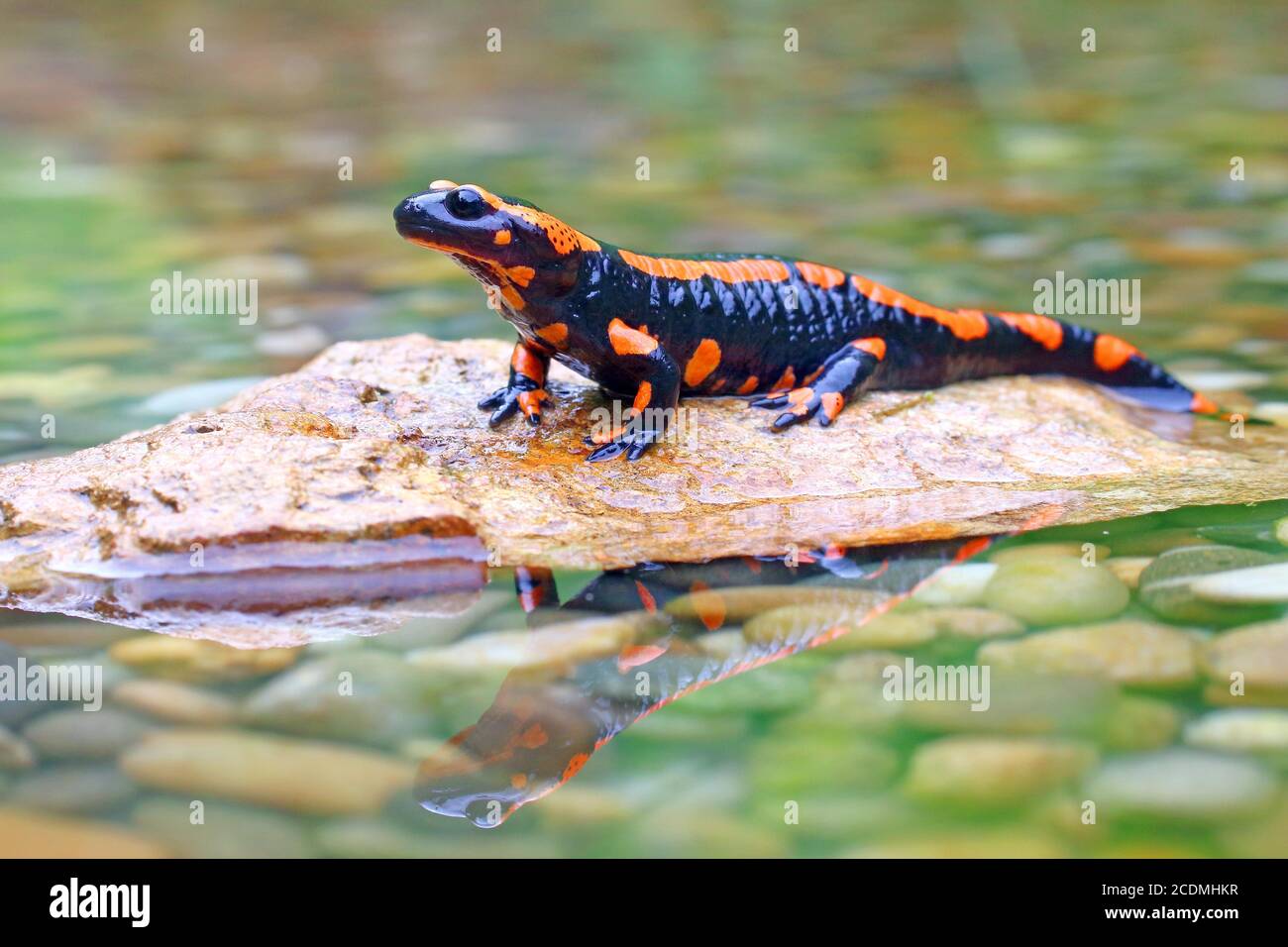 Orange Fire salamander (Salamandra salamandra), Rare colour variation ...