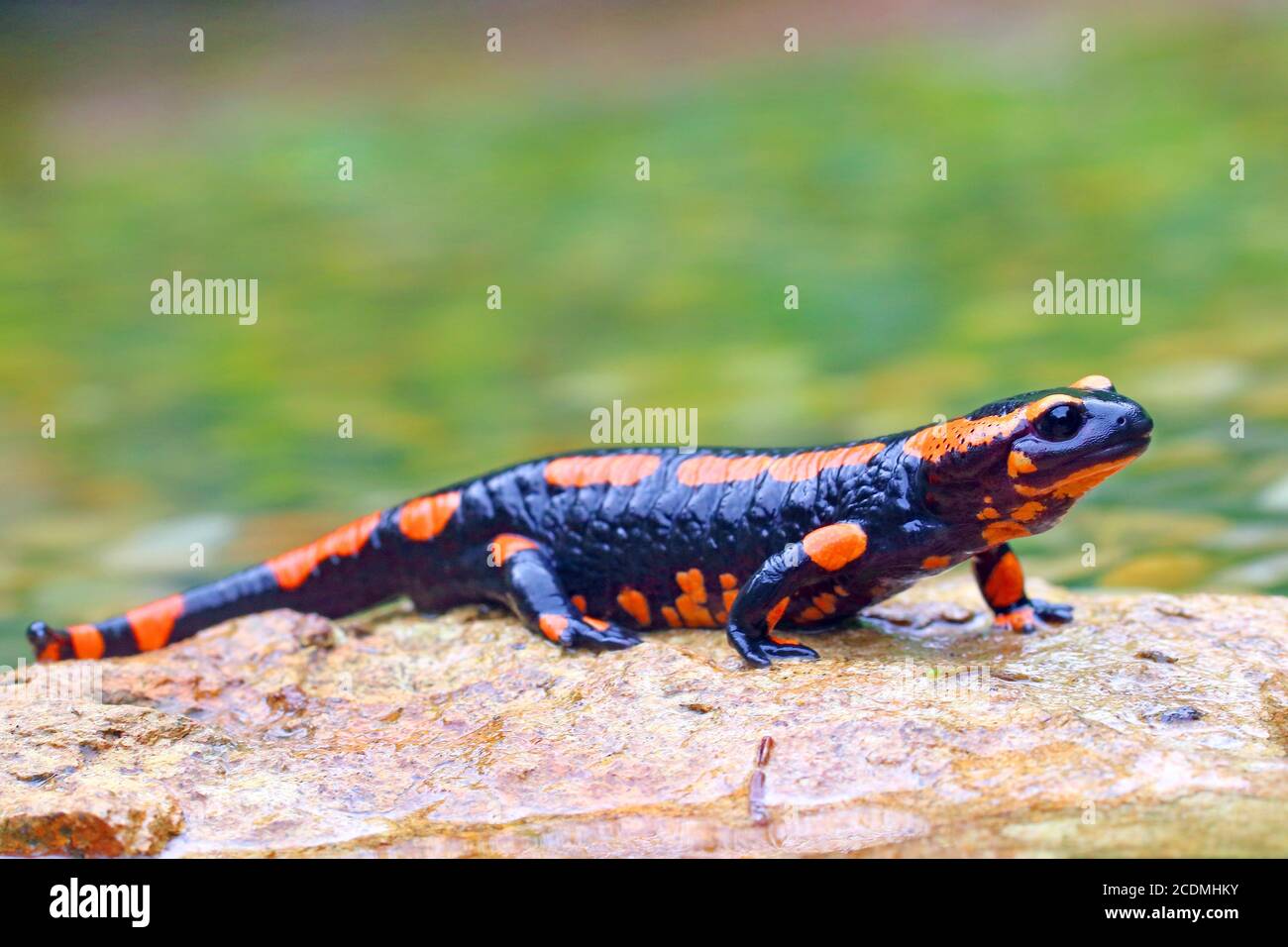 Orange Fire salamander (Salamandra salamandra), Rare colour variation ...