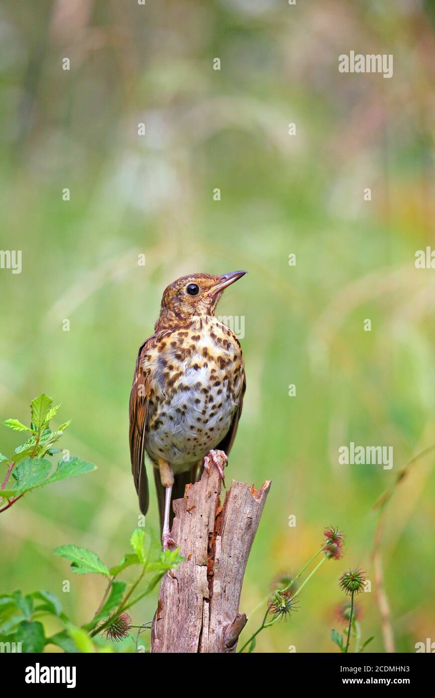 Germany song thrush hi-res stock photography and images - Alamy