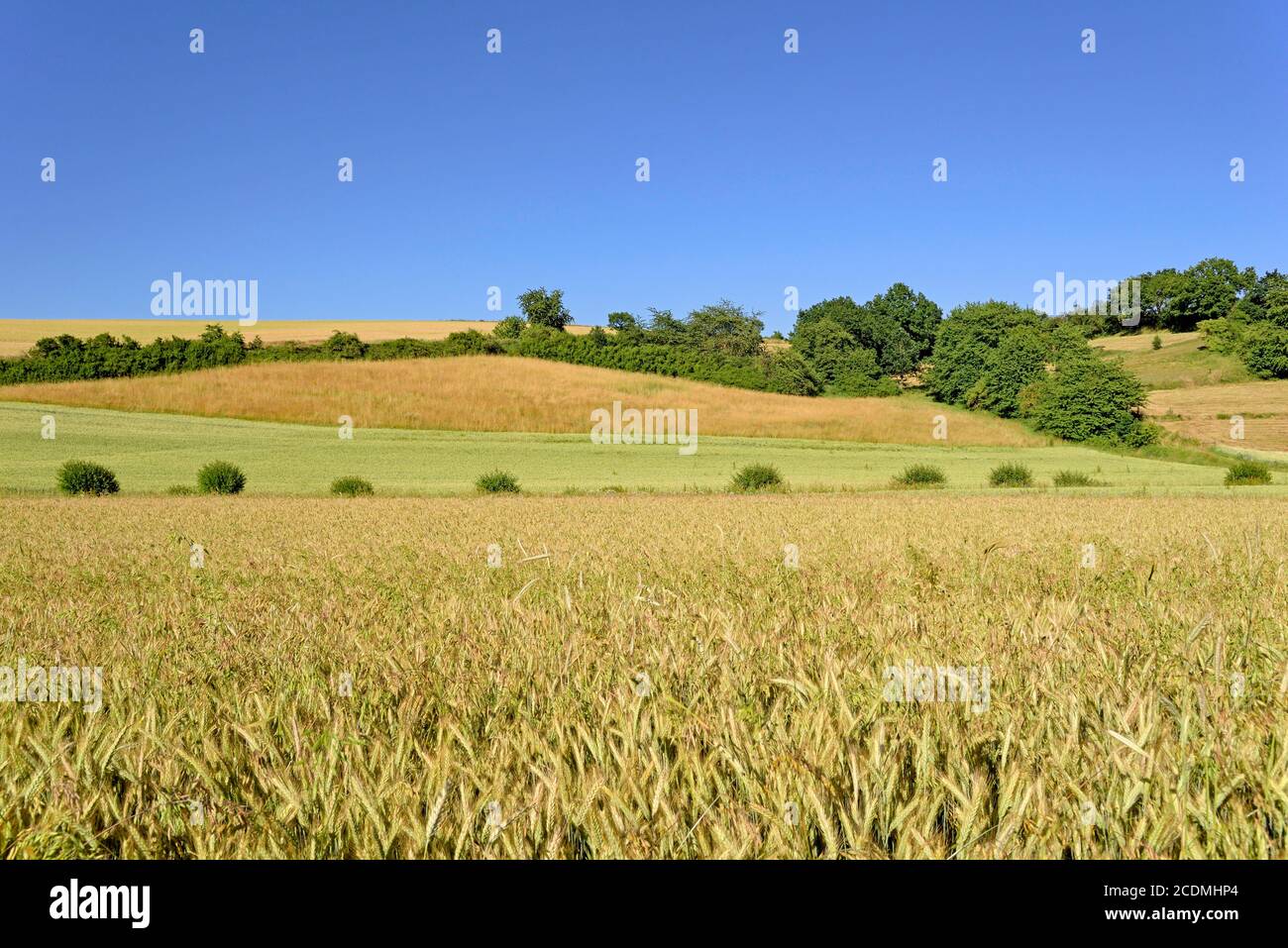 Cultural landscape with grain fields, hedges and groups of trees, Hesse ...