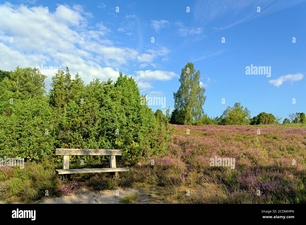 Heath landscape, Wietzer Berg with a viewing bench, junipers (Juniperus ...