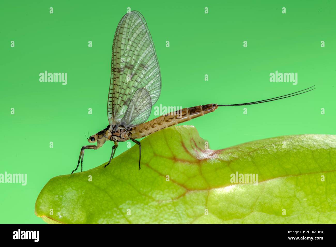 Mayfly (Ephemeroptera), Germany Stock Photo - Alamy