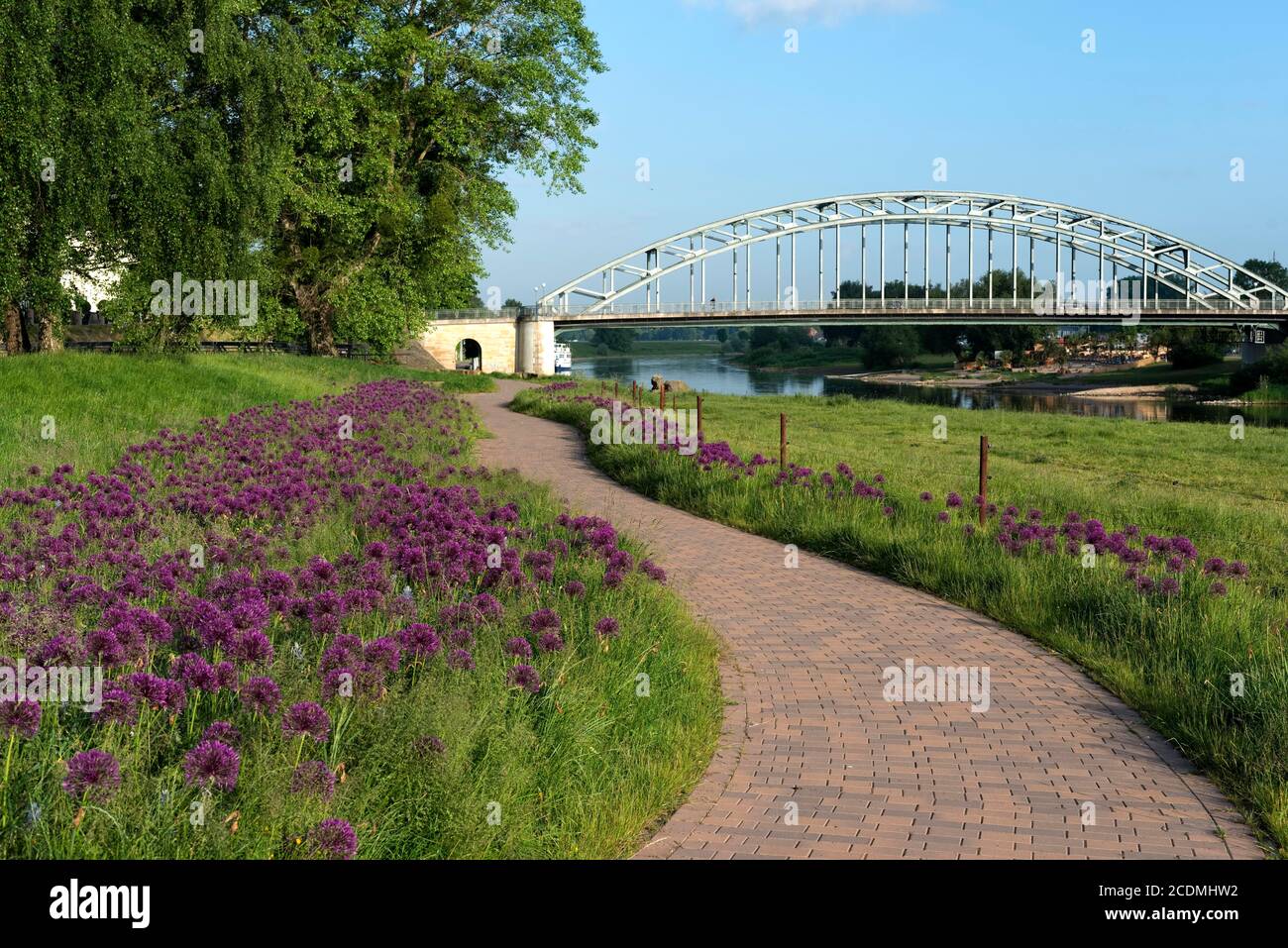 Purple flowers on the Weser cycle path, Rinteln, Germany Stock Photo ...