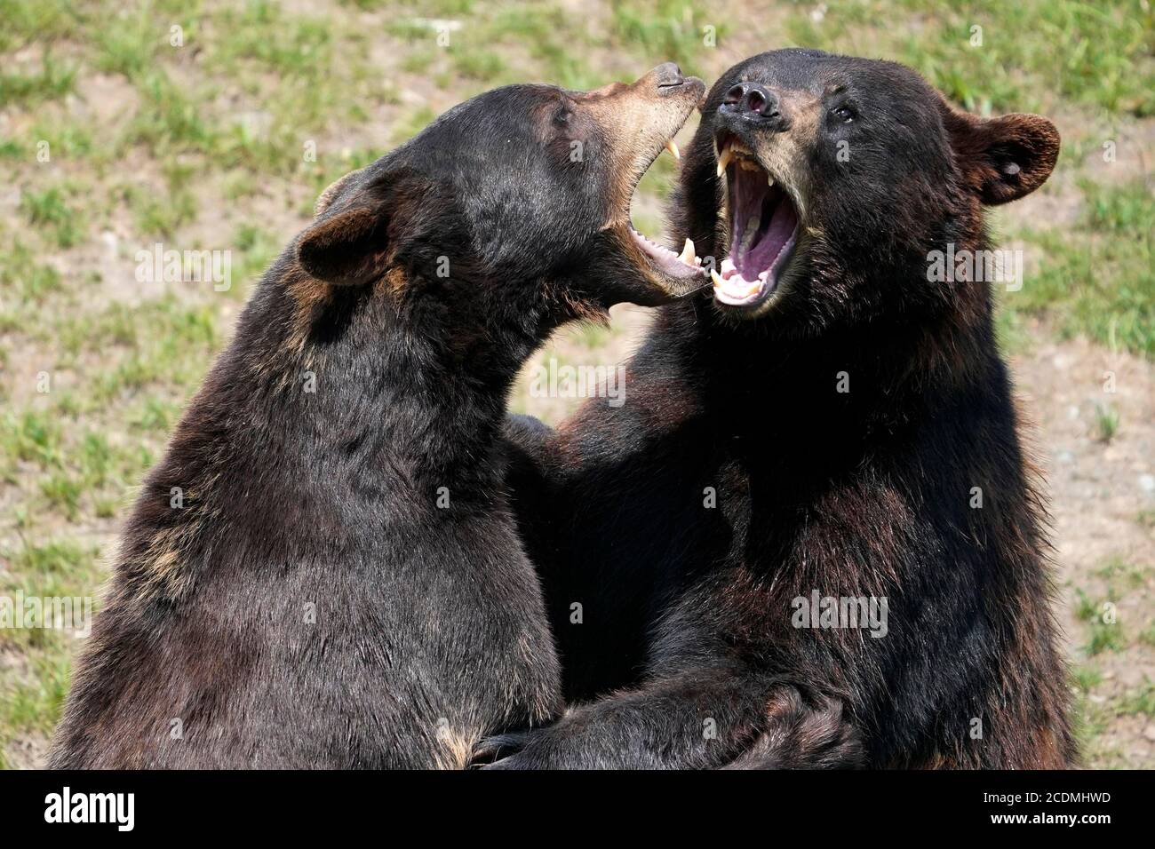 Two black bears (Ursus Americanus), fighting, France Stock Photo - Alamy