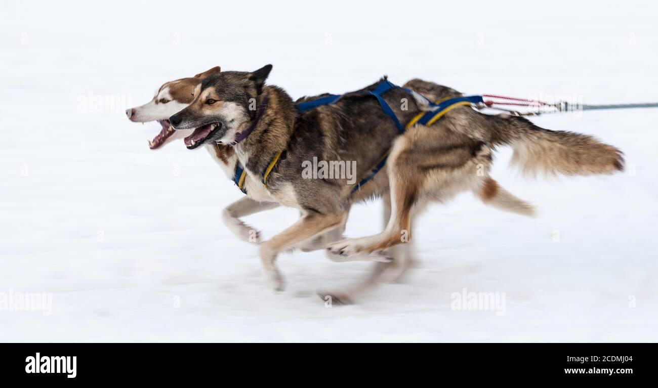 Sled dogs in the run at a dog sled race, Bad Hindelang, Unterjoch ...