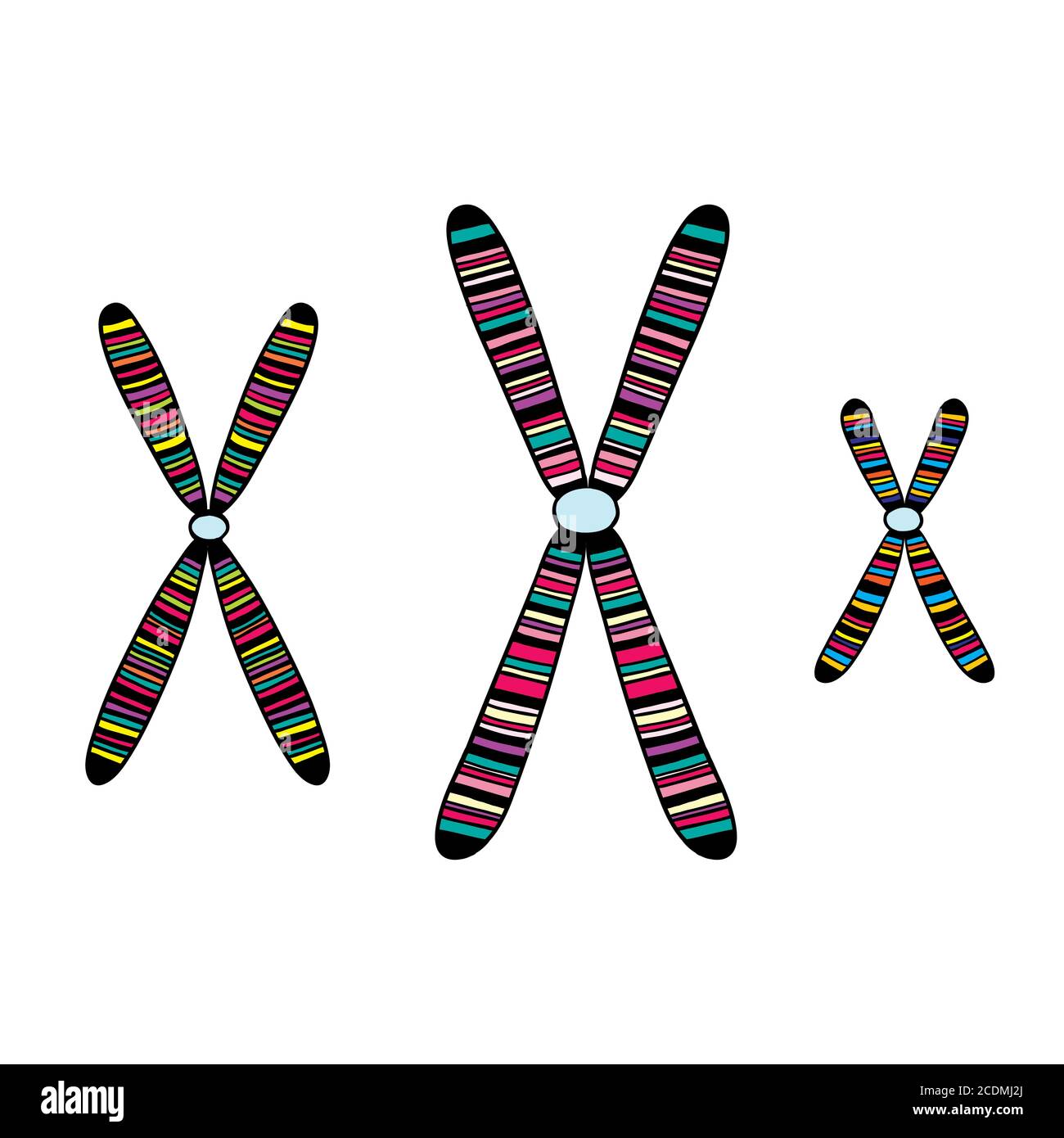 Set of striped colorful chromosomes. Vector illustration. Biological ...