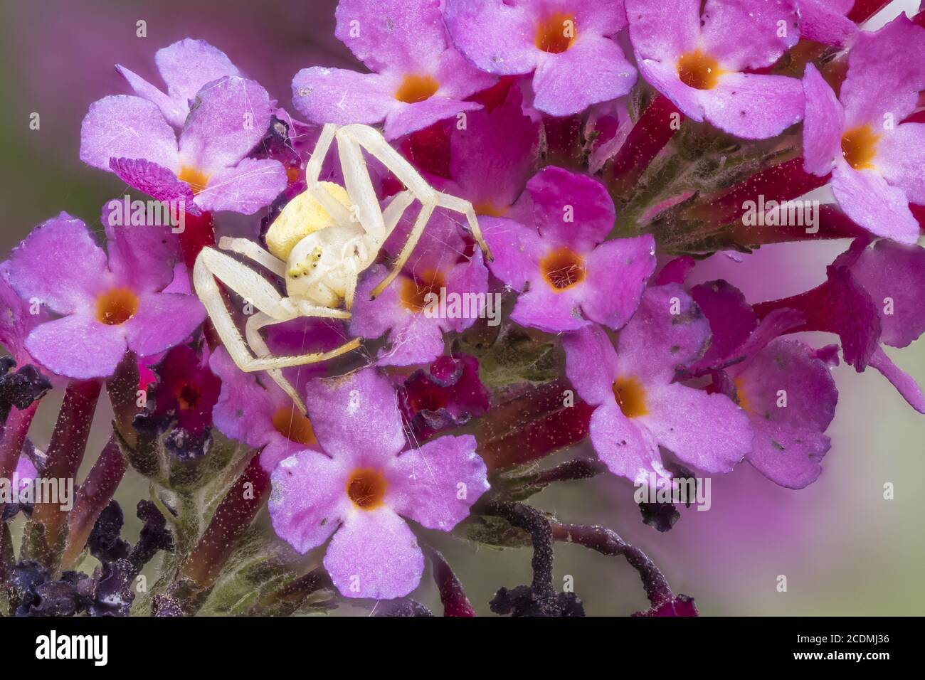 Goldenrod crab spider (Misumena vatia) waiting for (Buddleja davidii ...