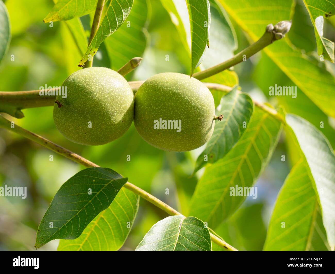 Unripe fruit on (Juglans regia), North Rhine-Westphalia, Germany Stock ...