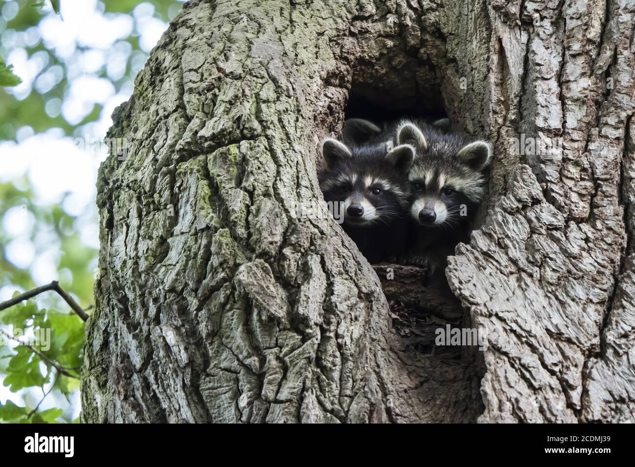Hollow animals hi-res stock photography and images - Alamy