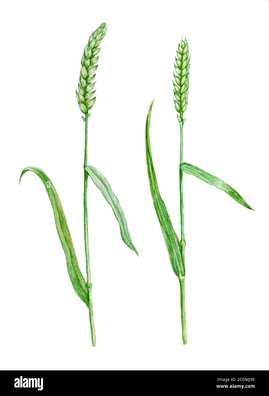 Hand drawn watercolor wheat, isolated on white background Stock Photo ...