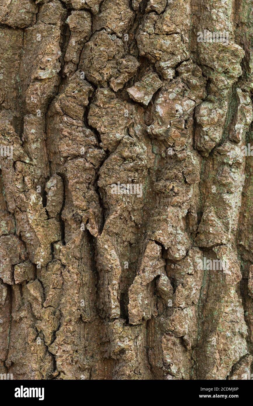 Structure of the bark of an oak (Quercus), background image, Zandvoort ...
