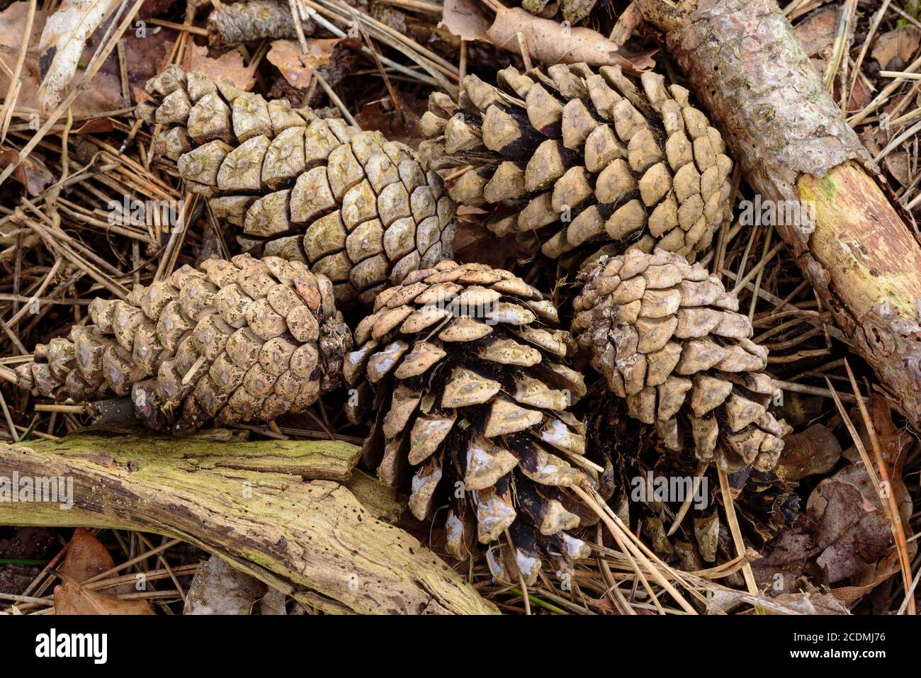 Cone of a (Pinus) at the forest floor, fir cone, Thuele, Lower Saxony ...