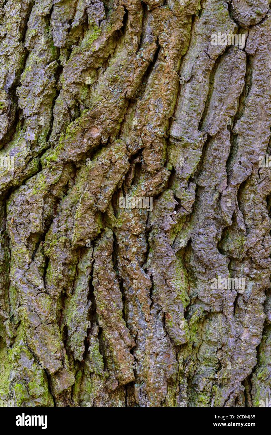 Structure of the bark of an oak (Quercus), background image, Zandvoort ...